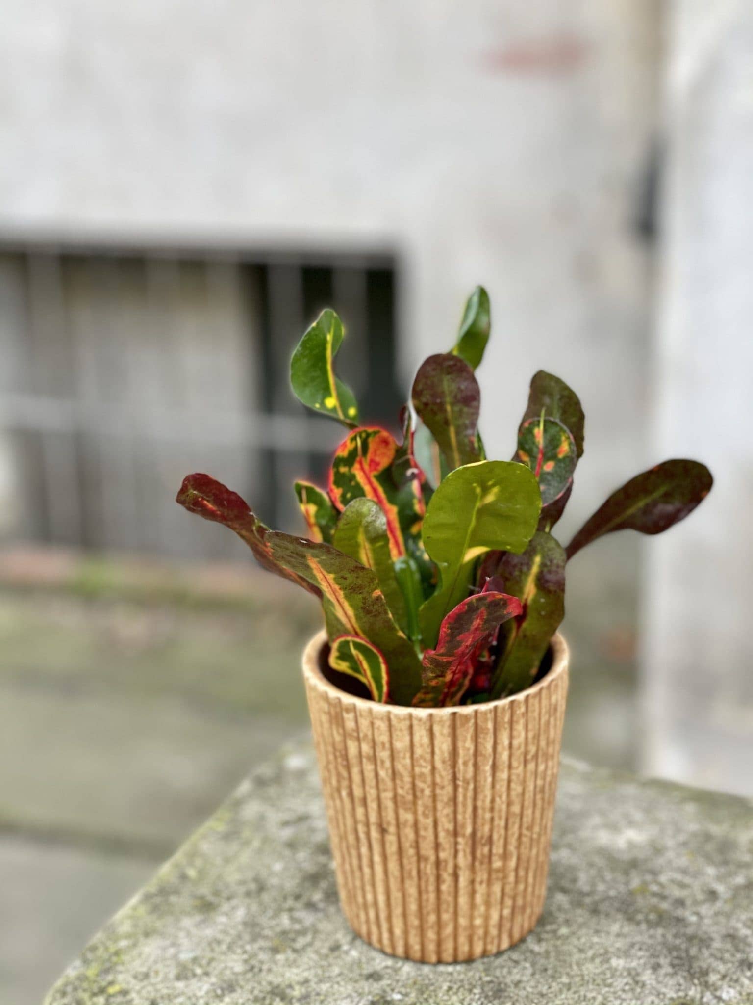 Codiaeum variegatum Mammi (Kroton) - Jungle Boogie