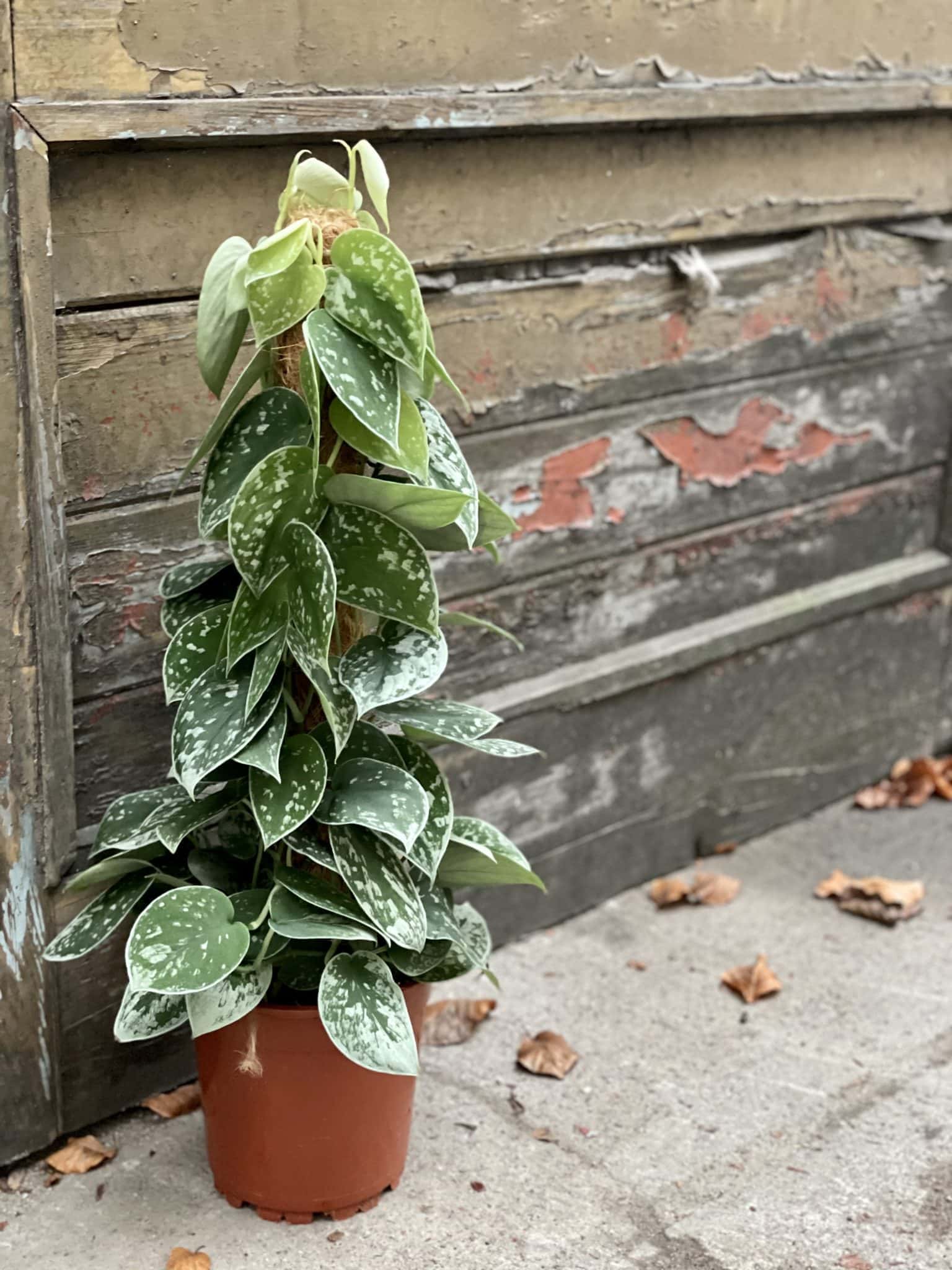 Scindapsus pictus Silvery Ann (Scindapsus pstry) - Jungle Boogie