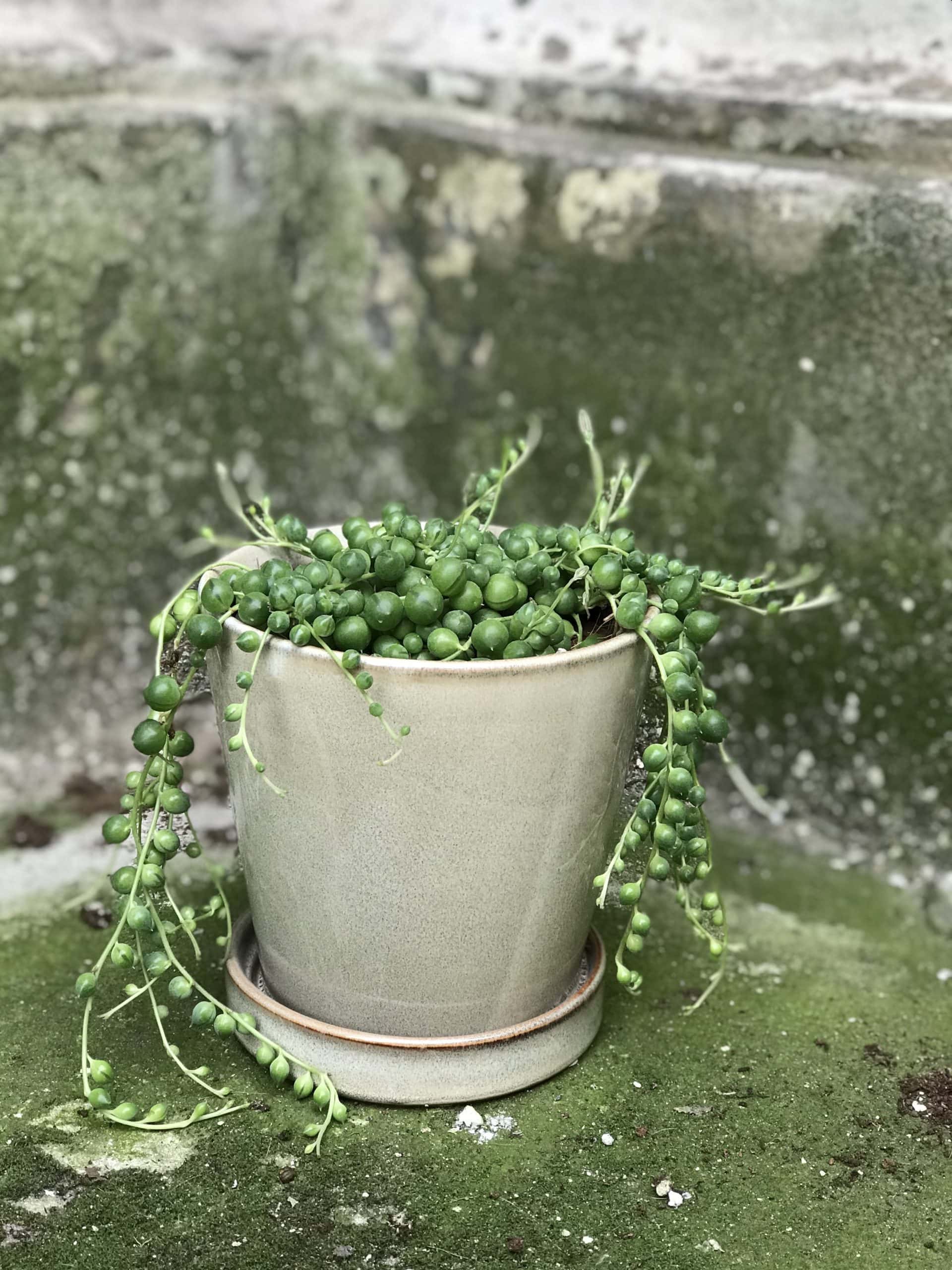 Senecio rowleyanus (Starzec Rowleya) - Jungle Boogie