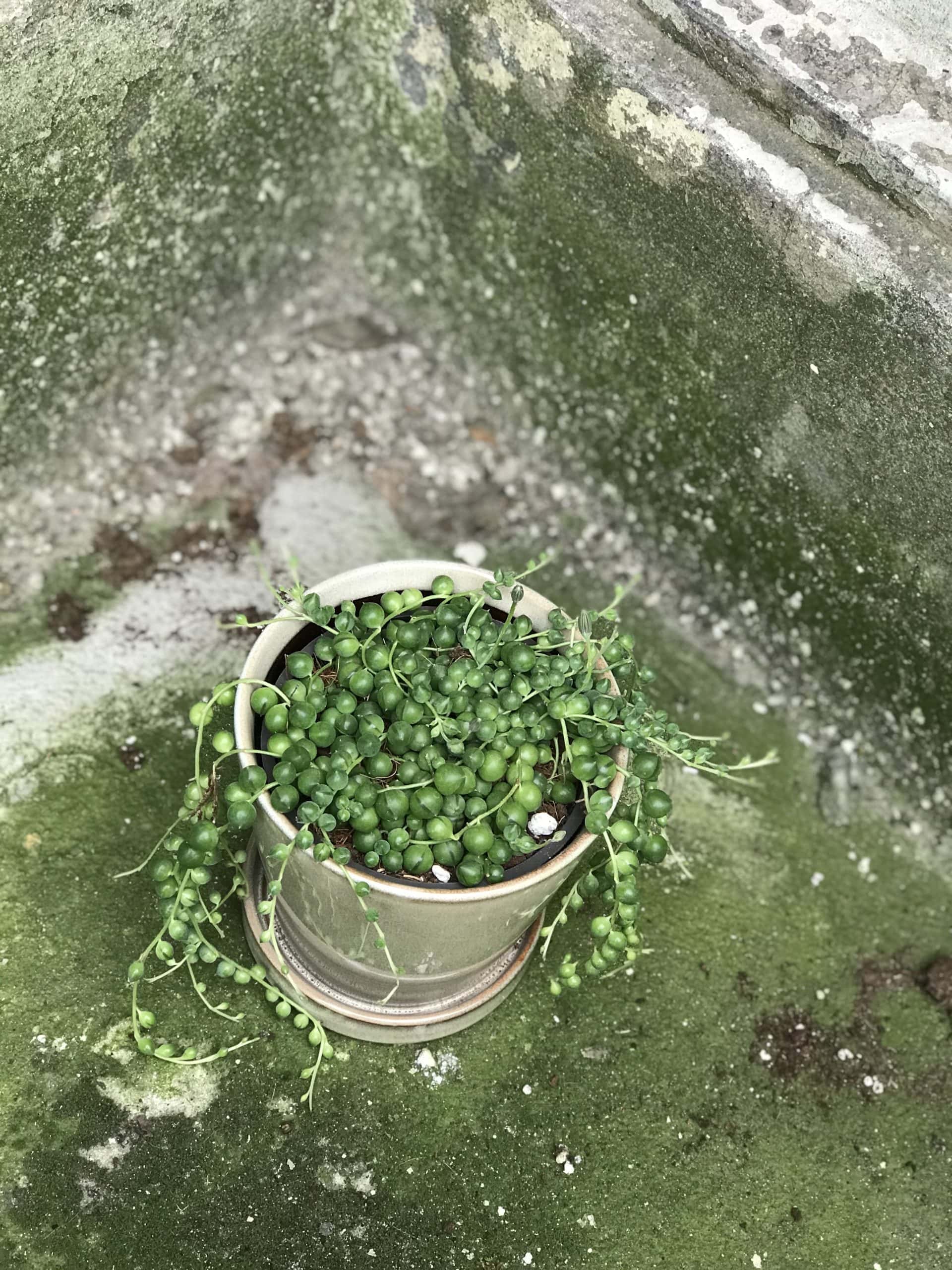 Senecio rowleyanus (Starzec Rowleya) - Jungle Boogie