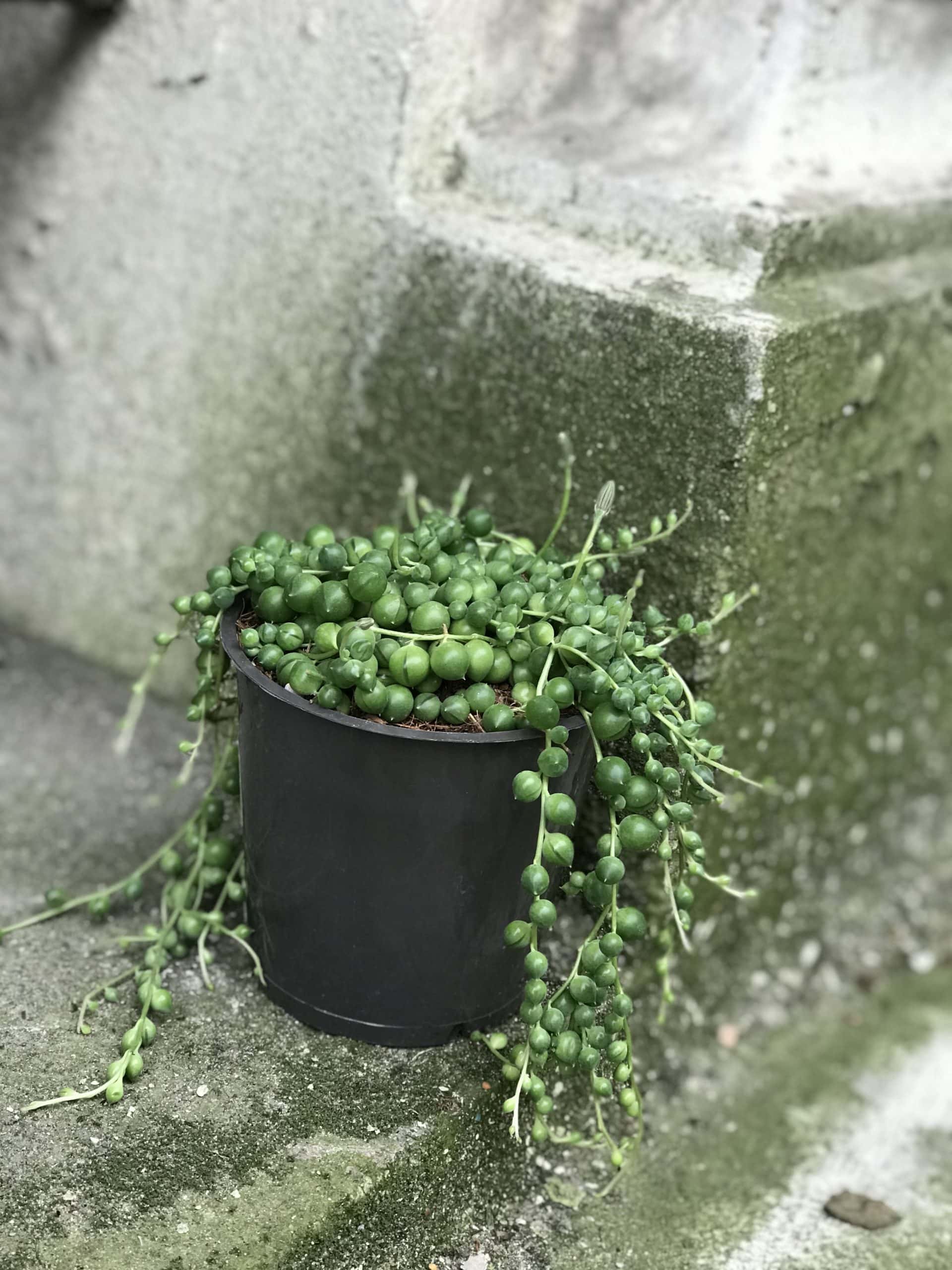 Senecio rowleyanus (Starzec Rowleya) - Jungle Boogie