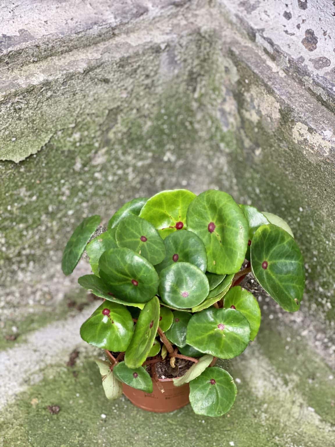 Begonia conchifolia Red Ruby - Jungle Boogie