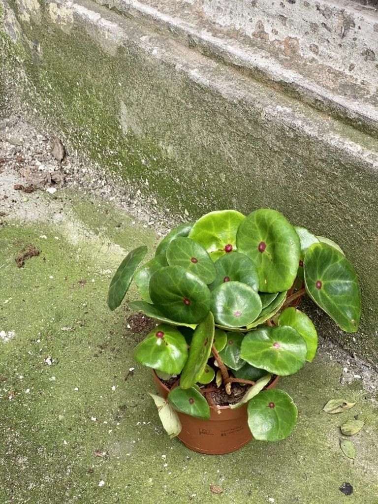Begonia conchifolia Red Ruby - Jungle Boogie