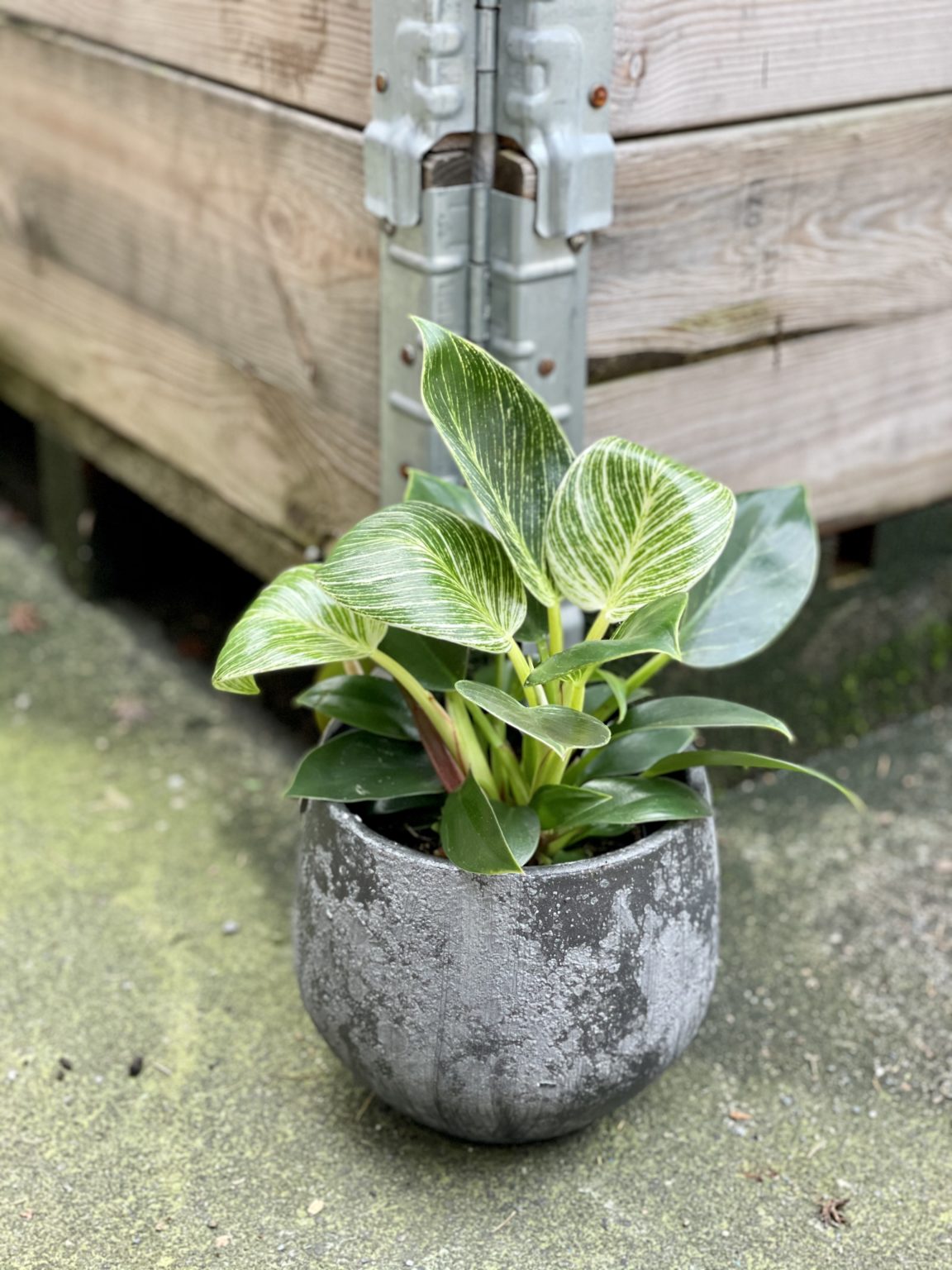 Philodendron Fatboy Martianum - Jungle Boogie