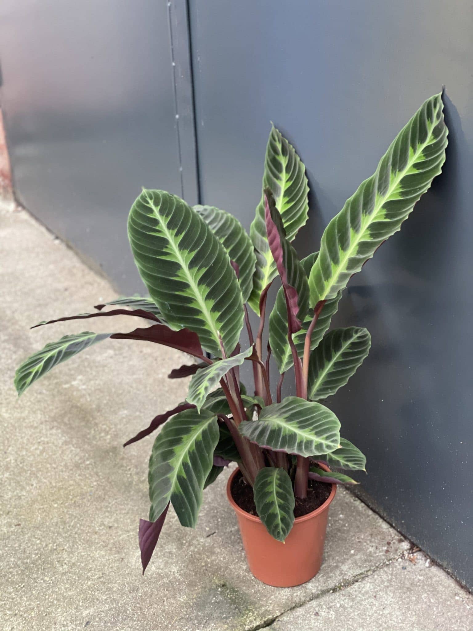 Calathea warscewiczii (Kalatea) - Jungle Boogie
