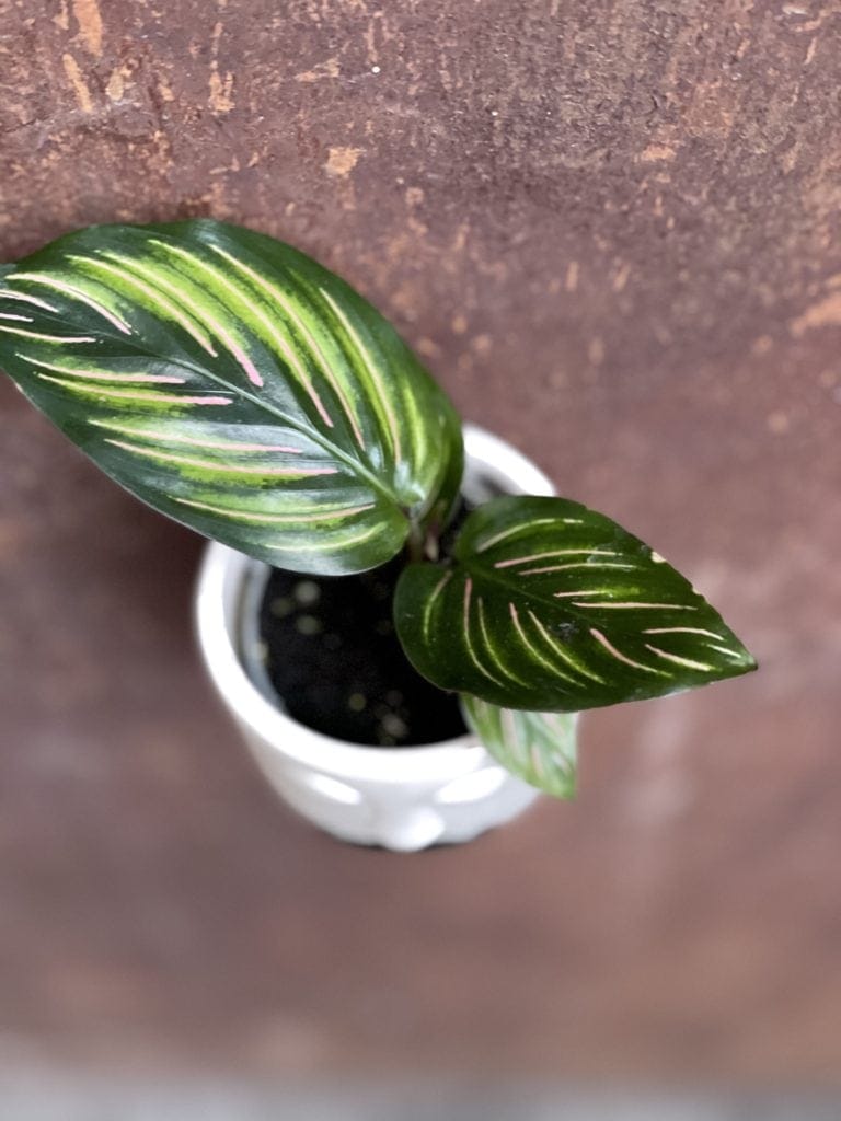 Calathea Beauty Star (Kalatea) - Jungle Boogie