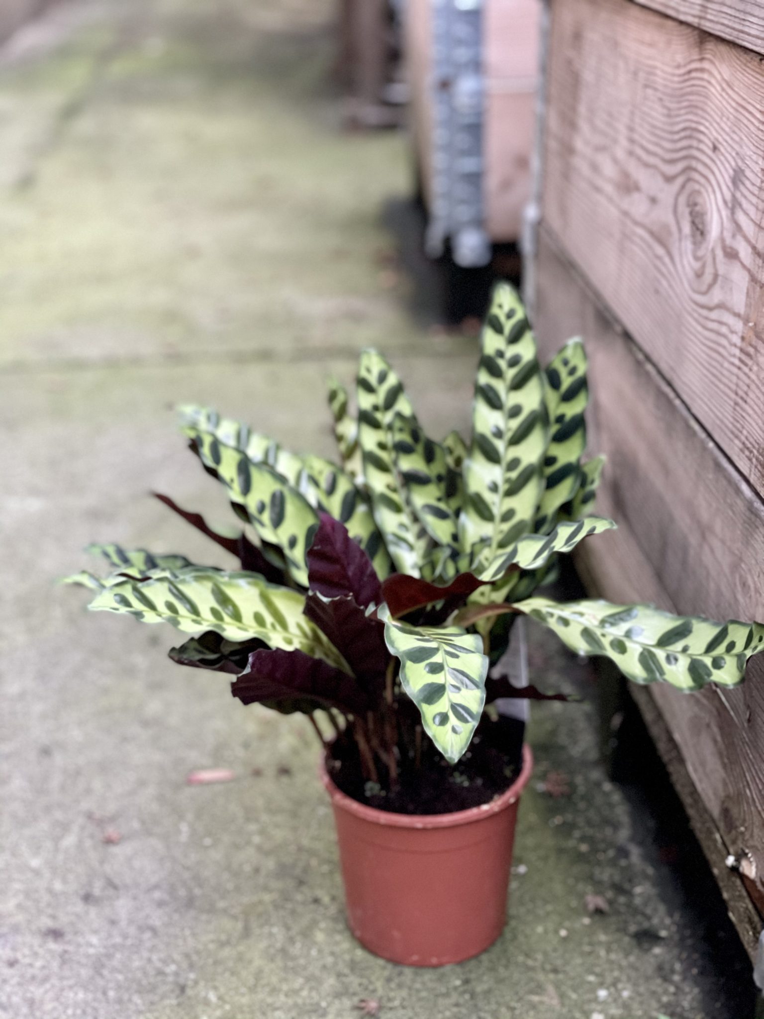 Calathea lancifolia (Kalatea lancetolistna) - Jungle Boogie