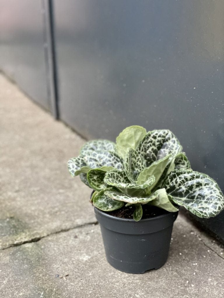 Streptocarpus Pretty Turtle (Skrętnik) - Jungle Boogie