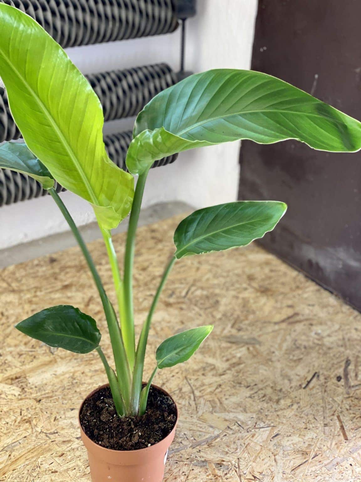 Strelitzia nicolai (Strelicja biała) - Jungle Boogie
