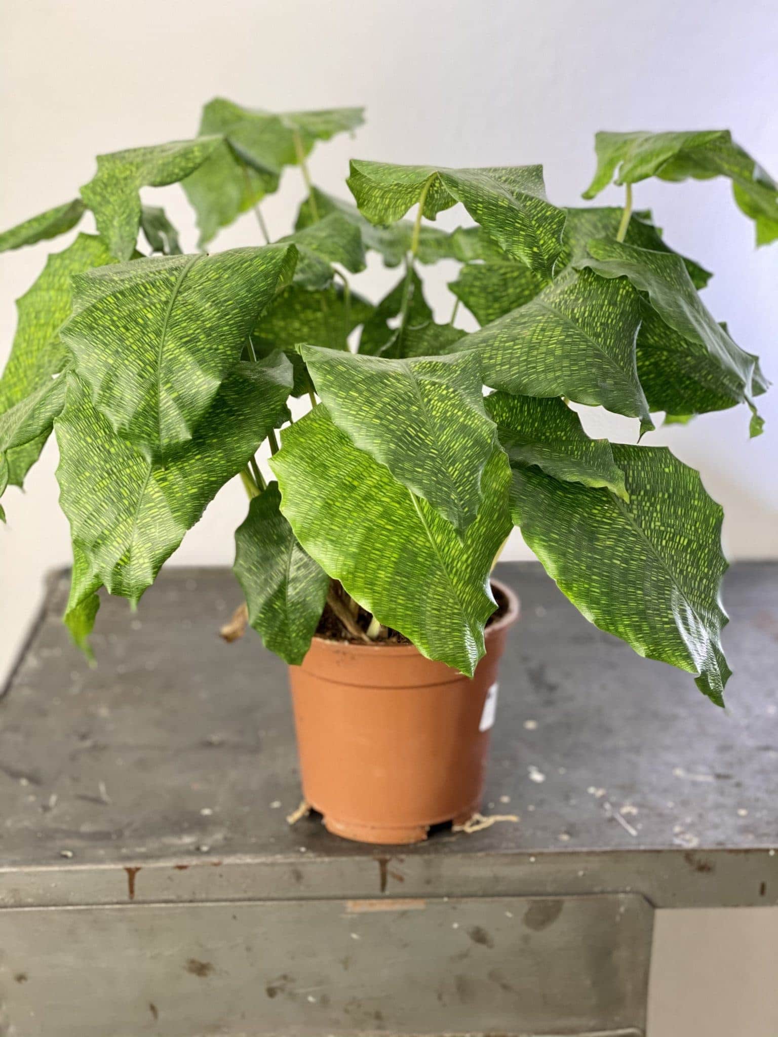 Calathea musaica Network (Kalatea) - Jungle Boogie