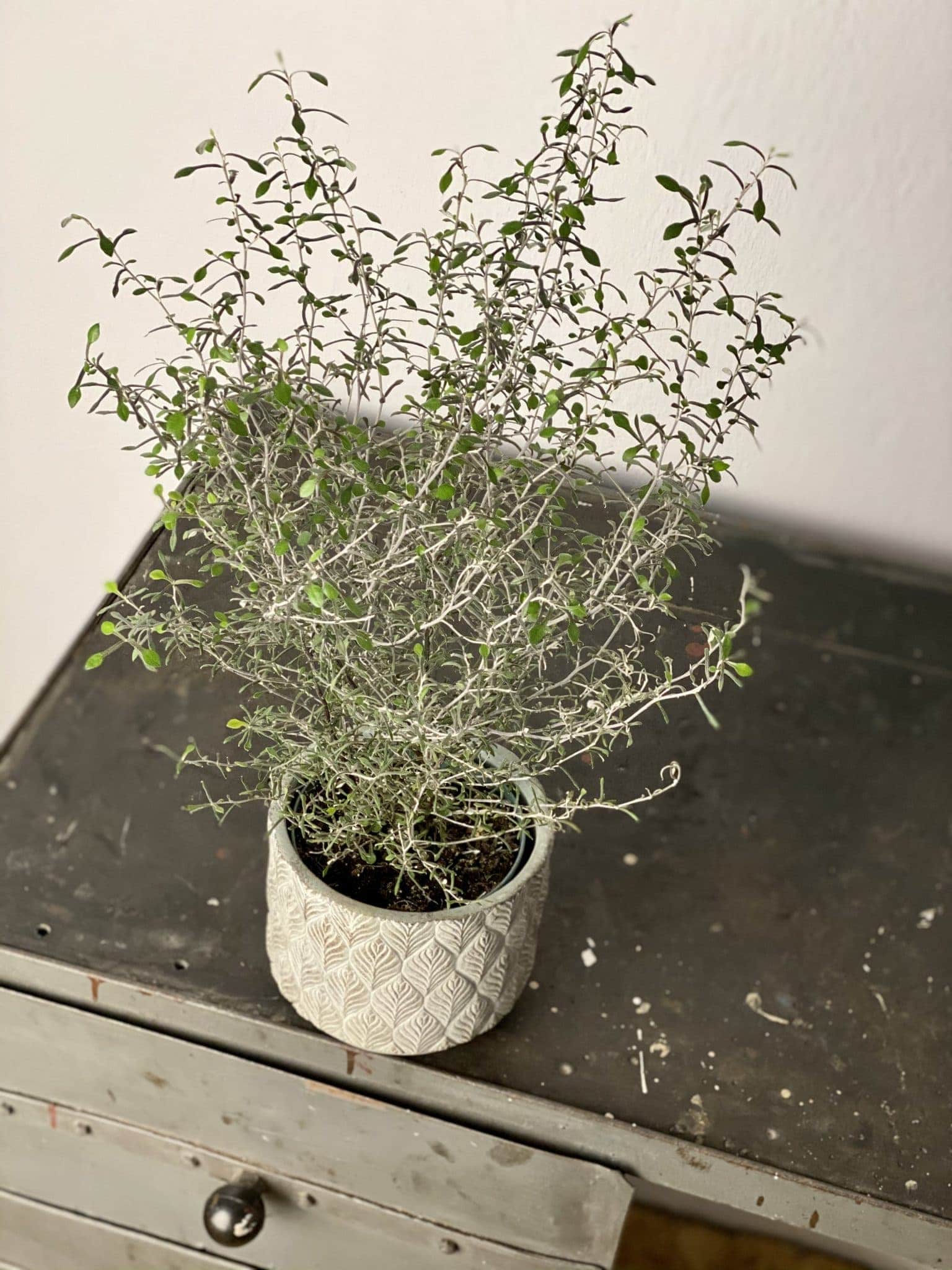 Corokia Maori Silver - Jungle Boogie