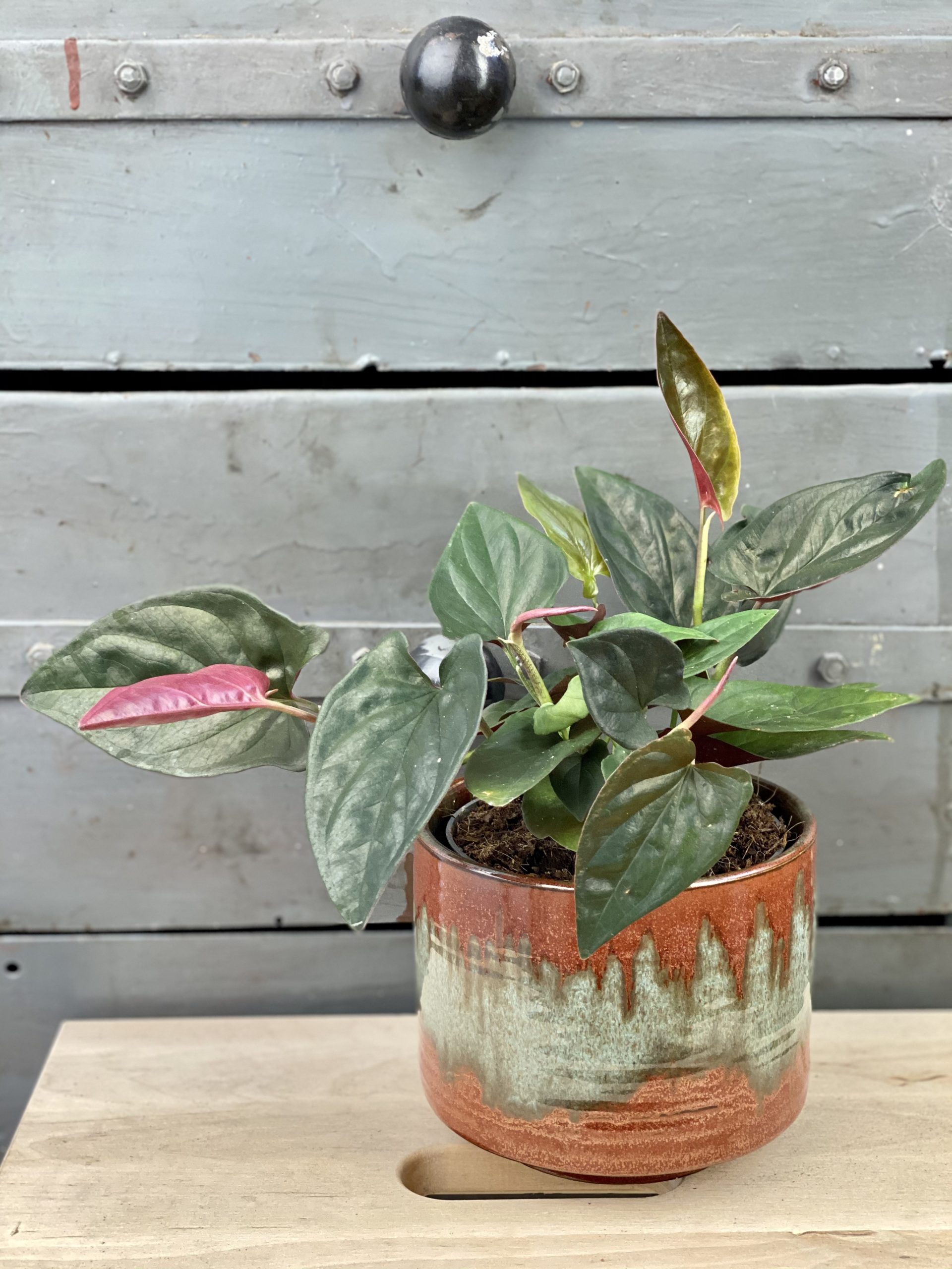 Syngonium Erythrophyllum Red Arrow - Jungle Boogie