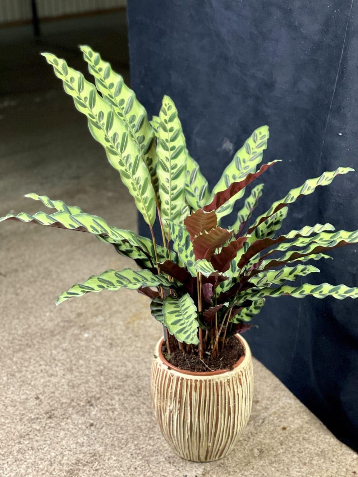 Calathea lancifolia (Kalatea lancetolistna) - Jungle Boogie