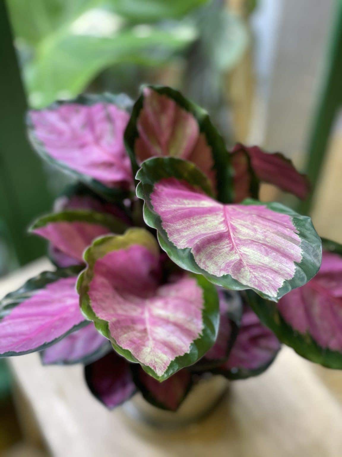 Calathea roseopicta Rosy (Kalatea) - Jungle Boogie