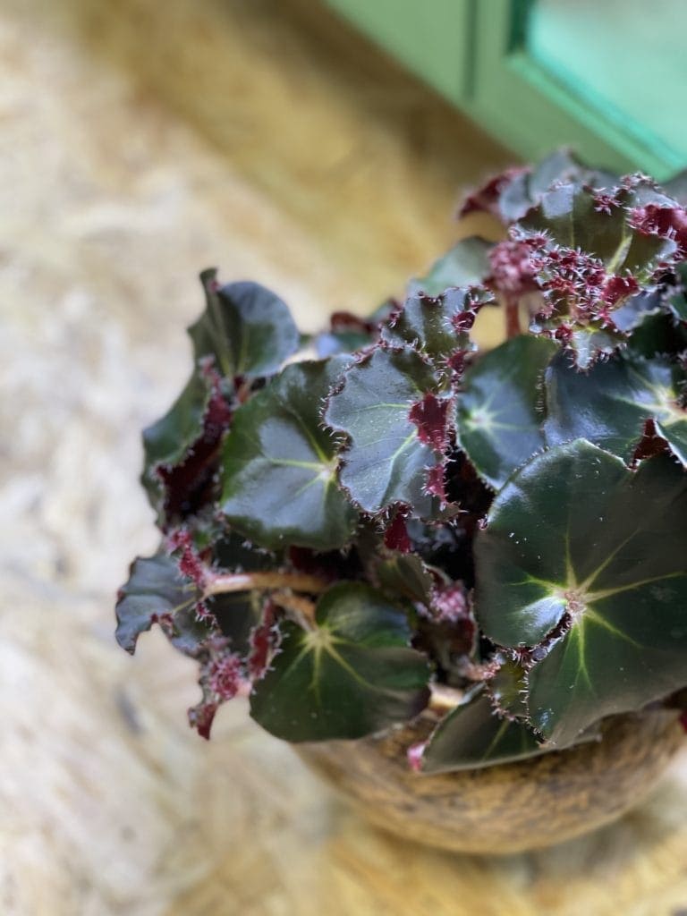 Begonia erytrophylla Black Jungle - Jungle Boogie