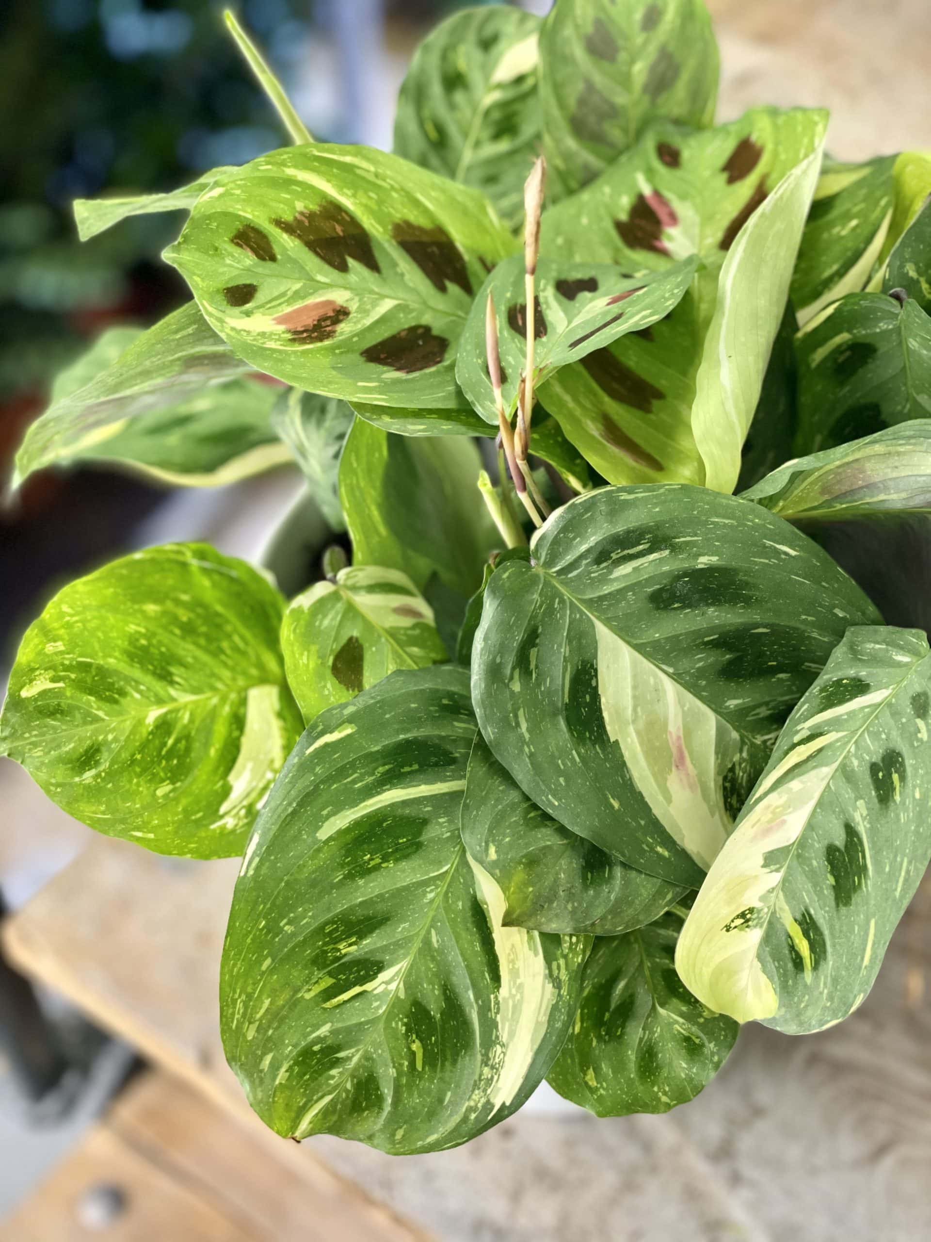 Maranta leuconeura Kerchoveana variegata - Jungle Boogie