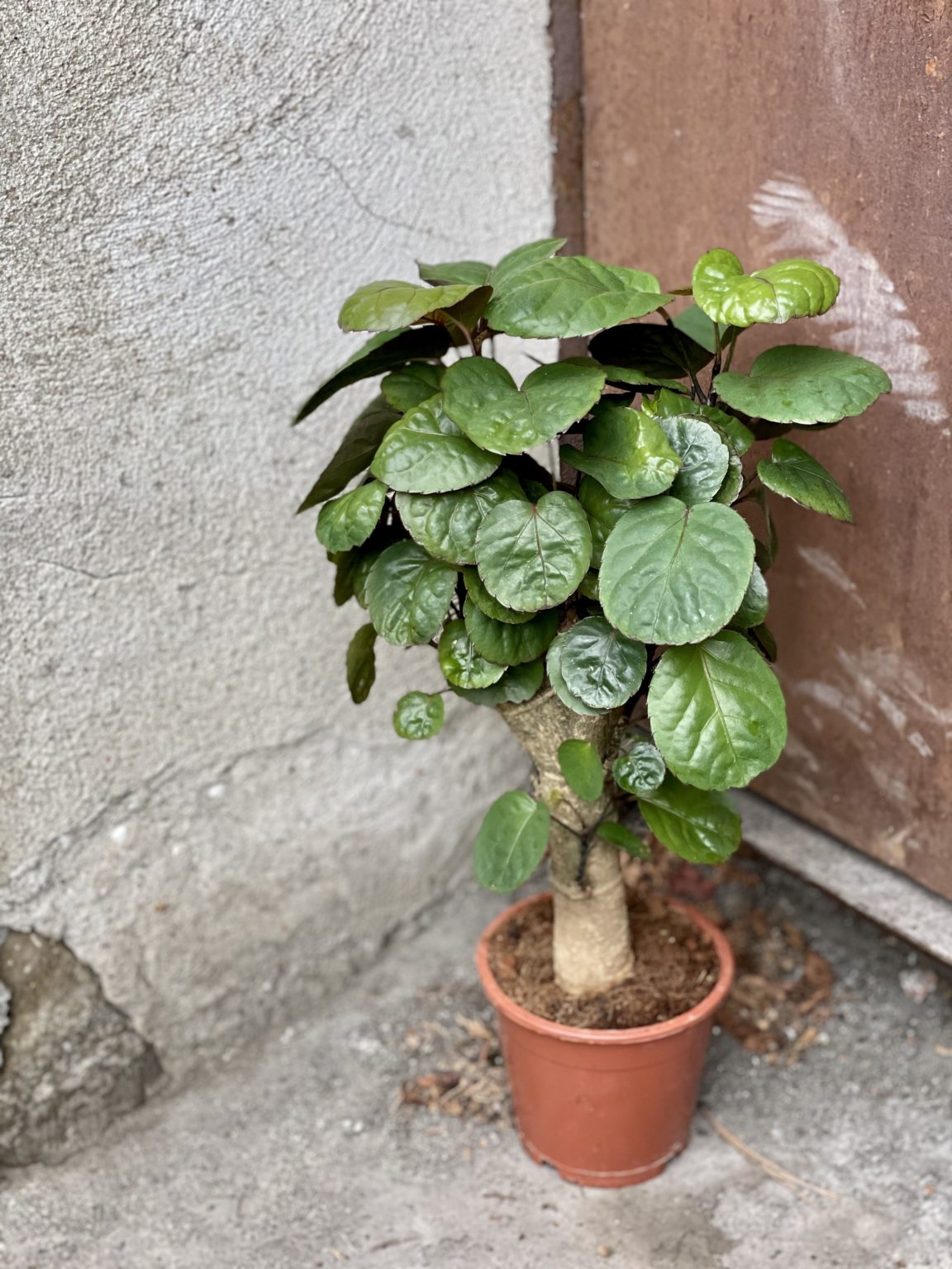 Polyscias Fabian - Jungle Boogie