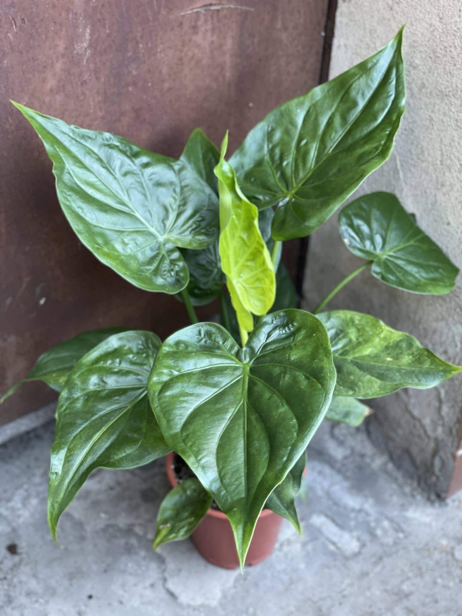 Alocasia cucullata variegata II - Jungle Boogie