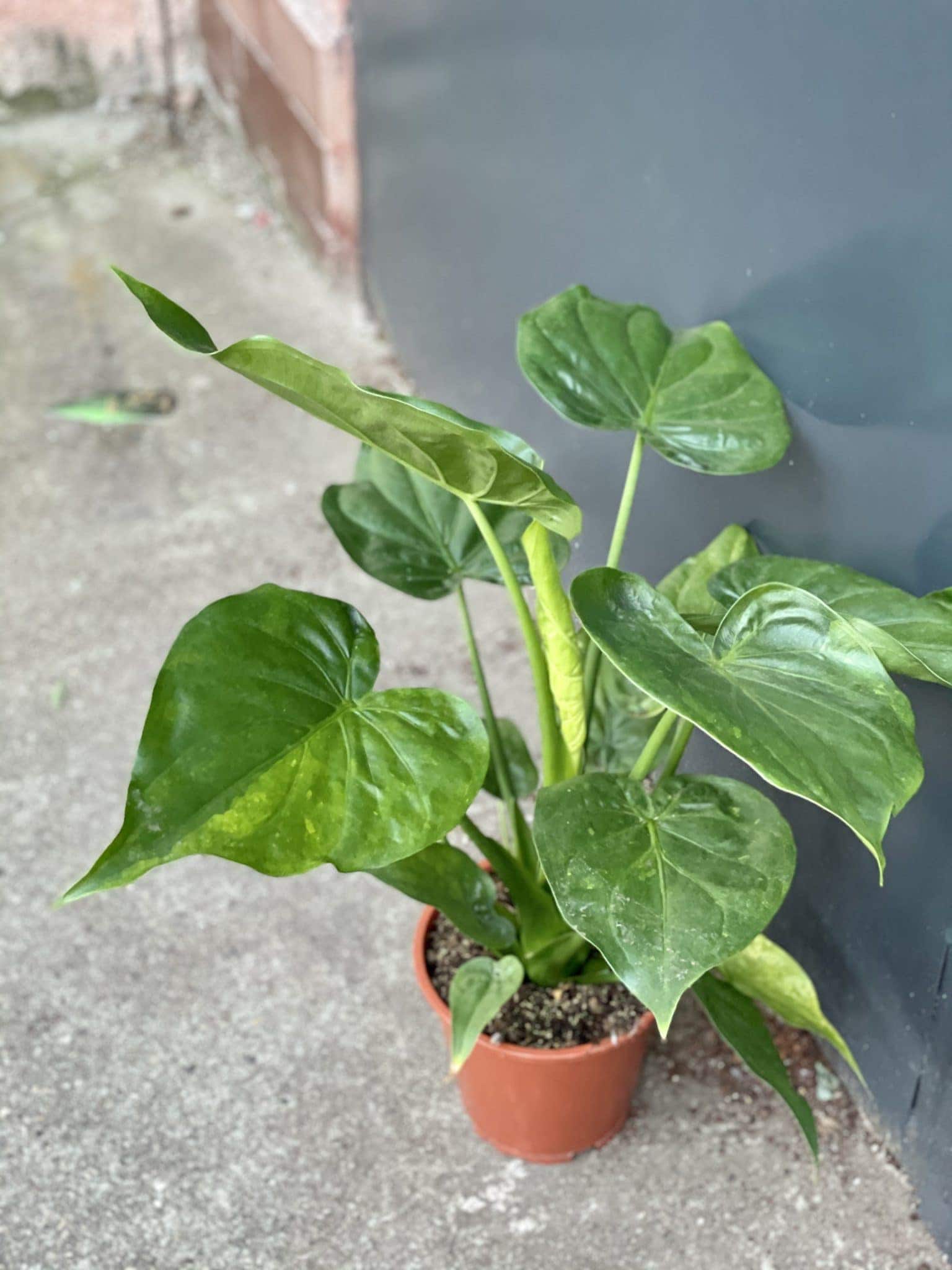 Alocasia cucullata variegata IV - Jungle Boogie