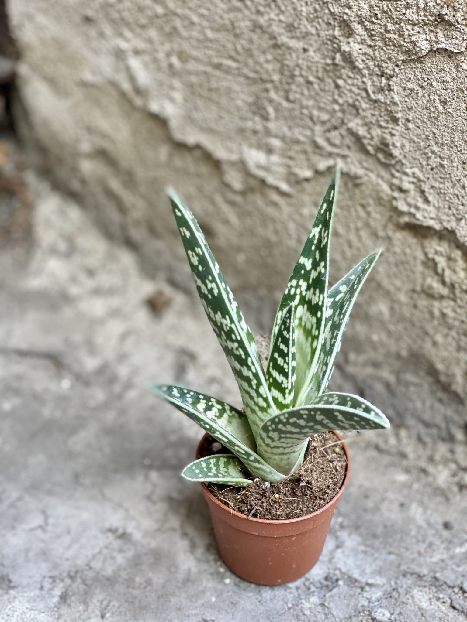 Aloe variegata (Aloes) - Jungle Boogie