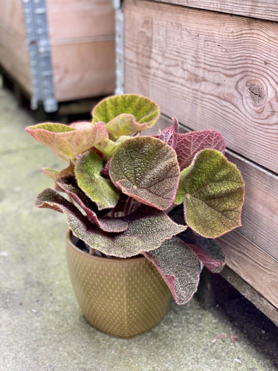 Begonia masoniana Jungle - Jungle Boogie