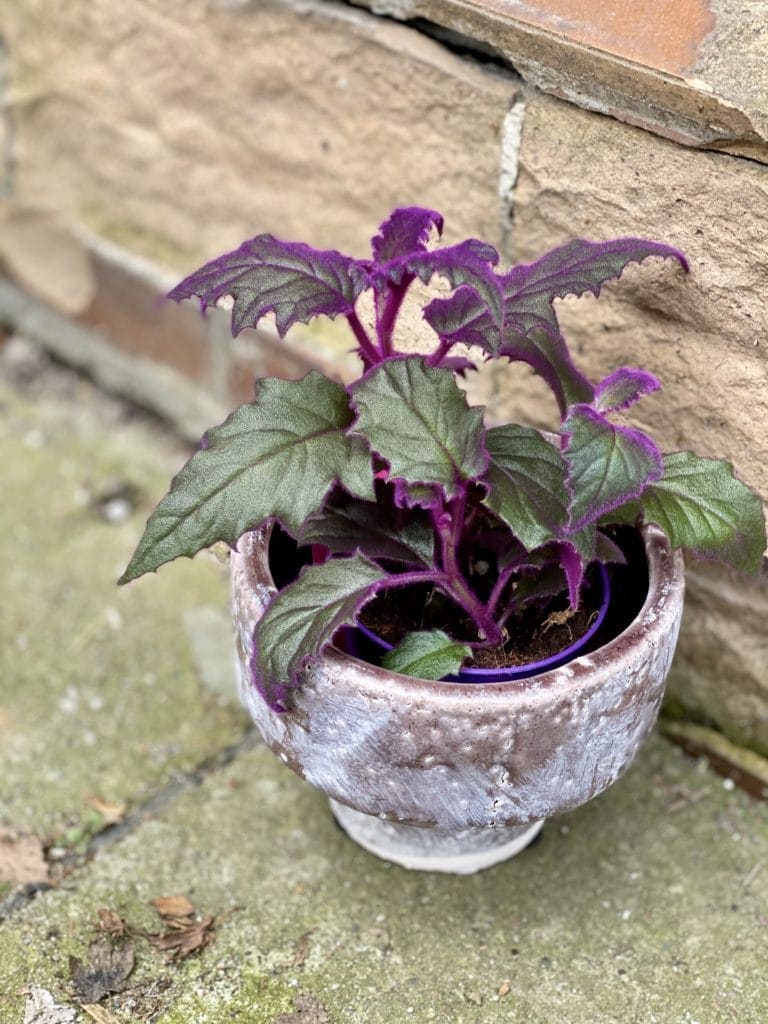 Gynura aurantiaca (Ginura Pomarańczowa) - Jungle Boogie