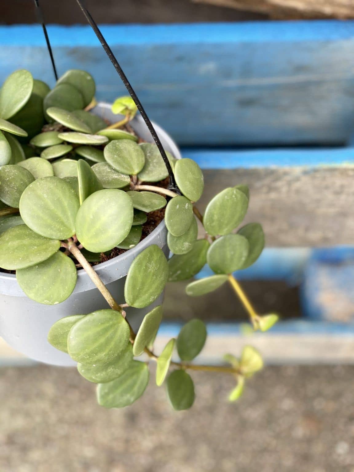 Peperomia Hope - Jungle Boogie