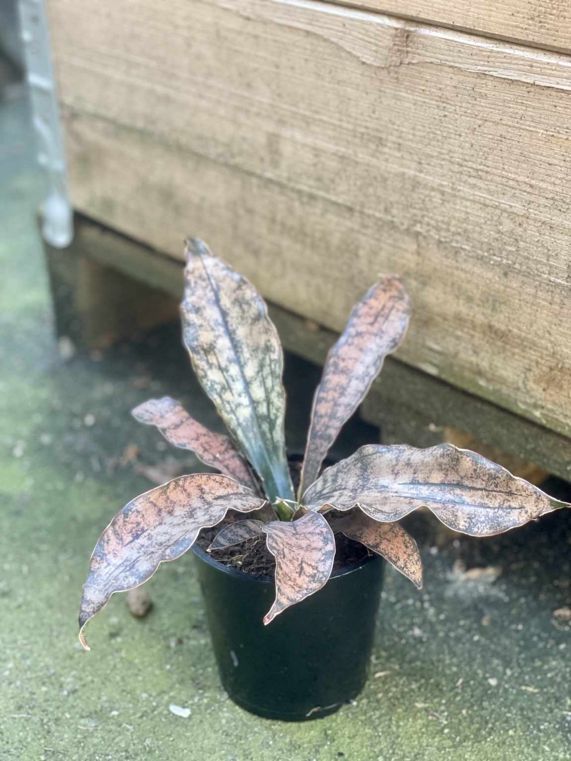 Sansevieria kirkii Coppertone - Jungle Boogie