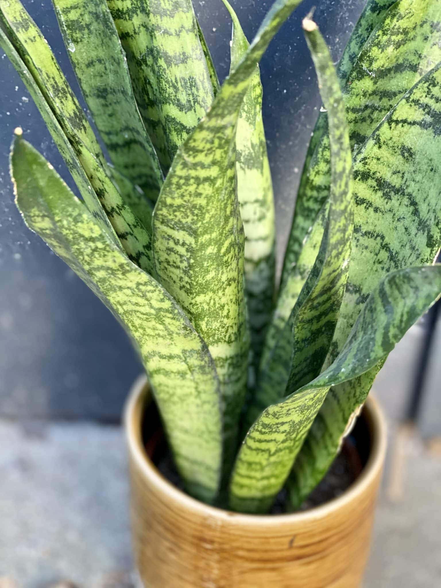 Sansevieria Zeylanica - Jungle Boogie