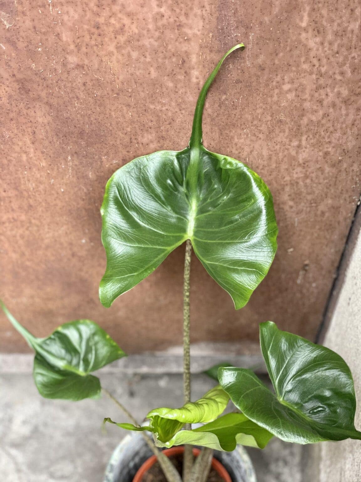 Alocasia cucullata variegata II - Jungle Boogie