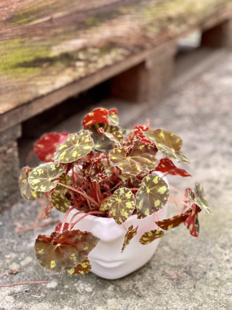 Begonia rex Tiger Paws (Begonia królewska) - Jungle Boogie