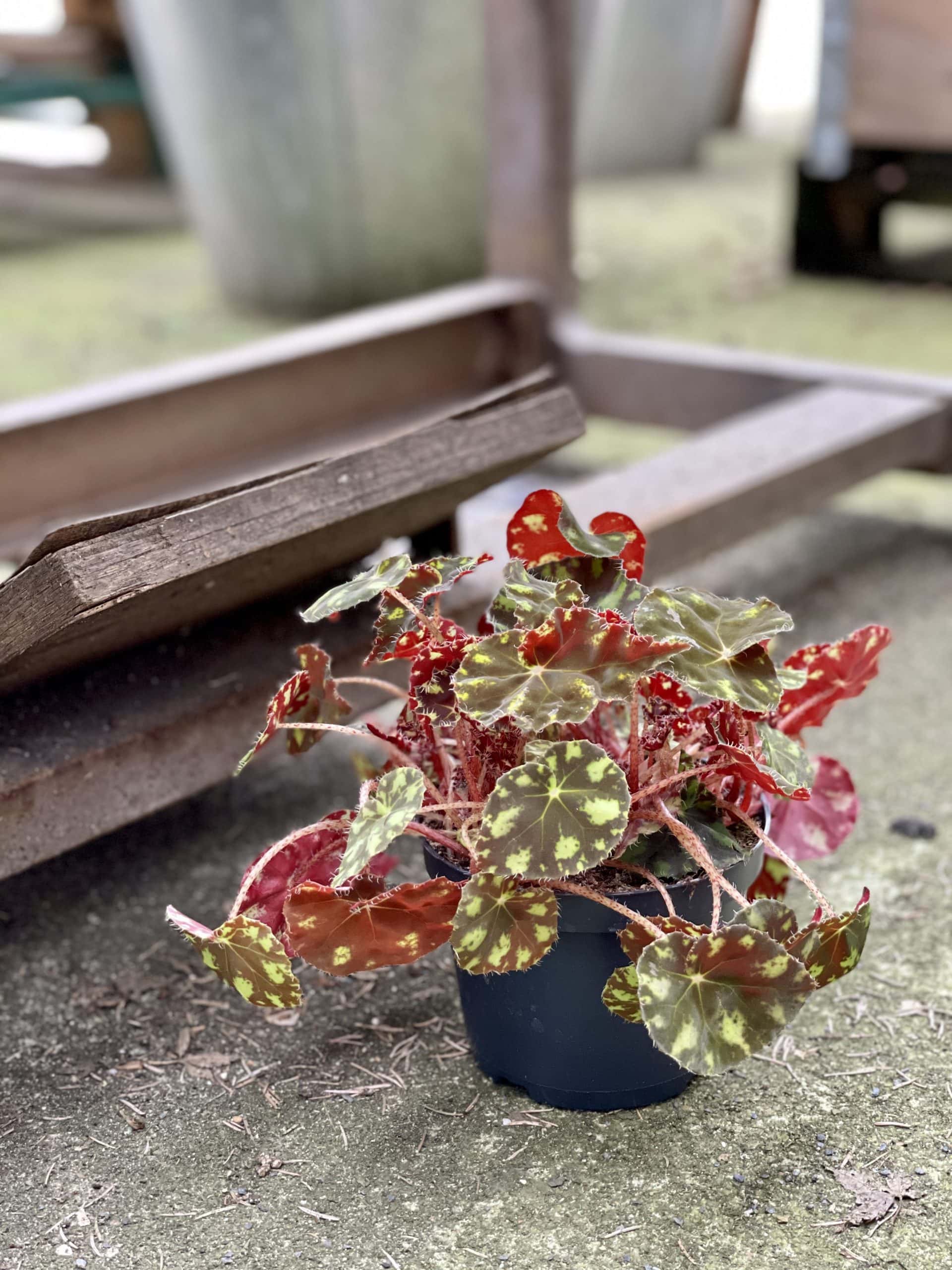 Begonia rex Tiger Paws (Begonia królewska) - Jungle Boogie