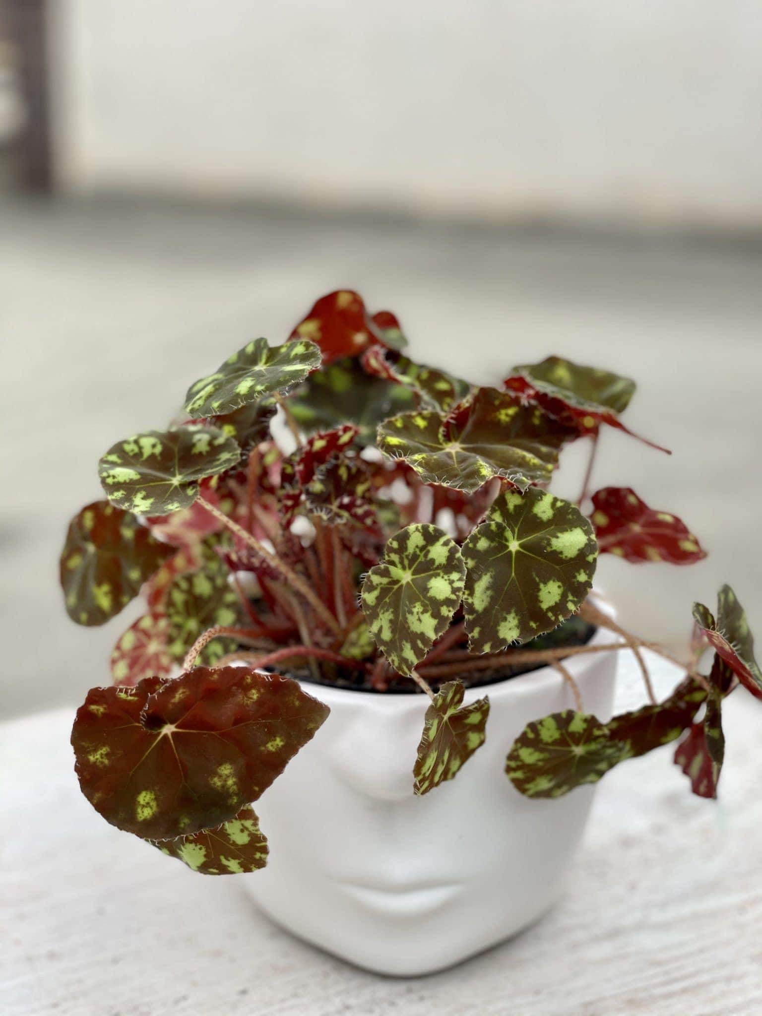 Begonia rex Tiger Paws (Begonia królewska) - Jungle Boogie