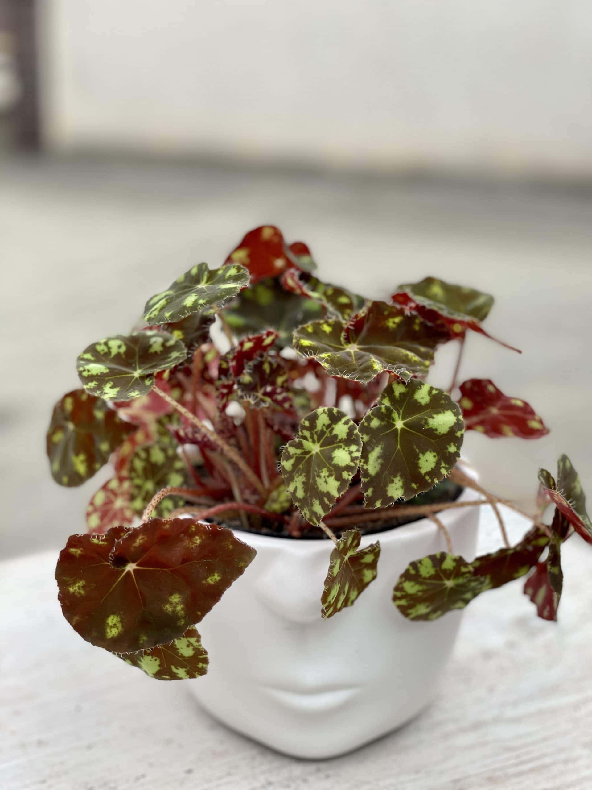 Begonia rex Tiger Paws (Begonia królewska) - Jungle Boogie