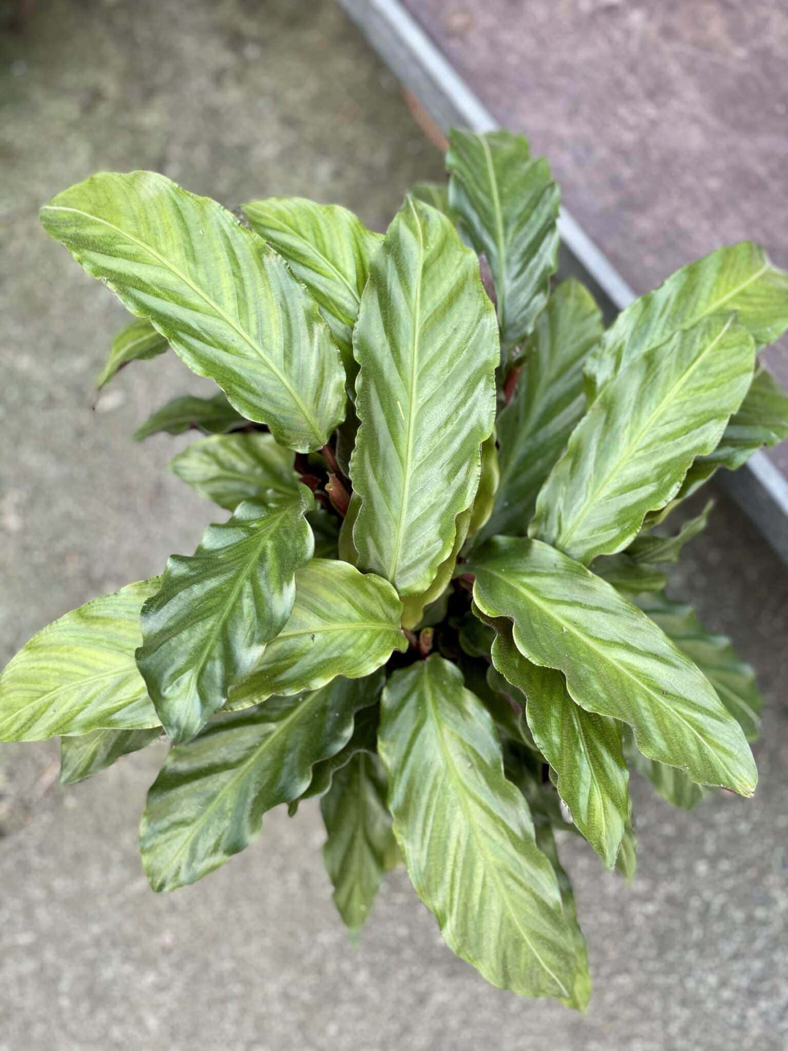 Calathea rufibarba (Kalatea falistolistna) - Jungle Boogie