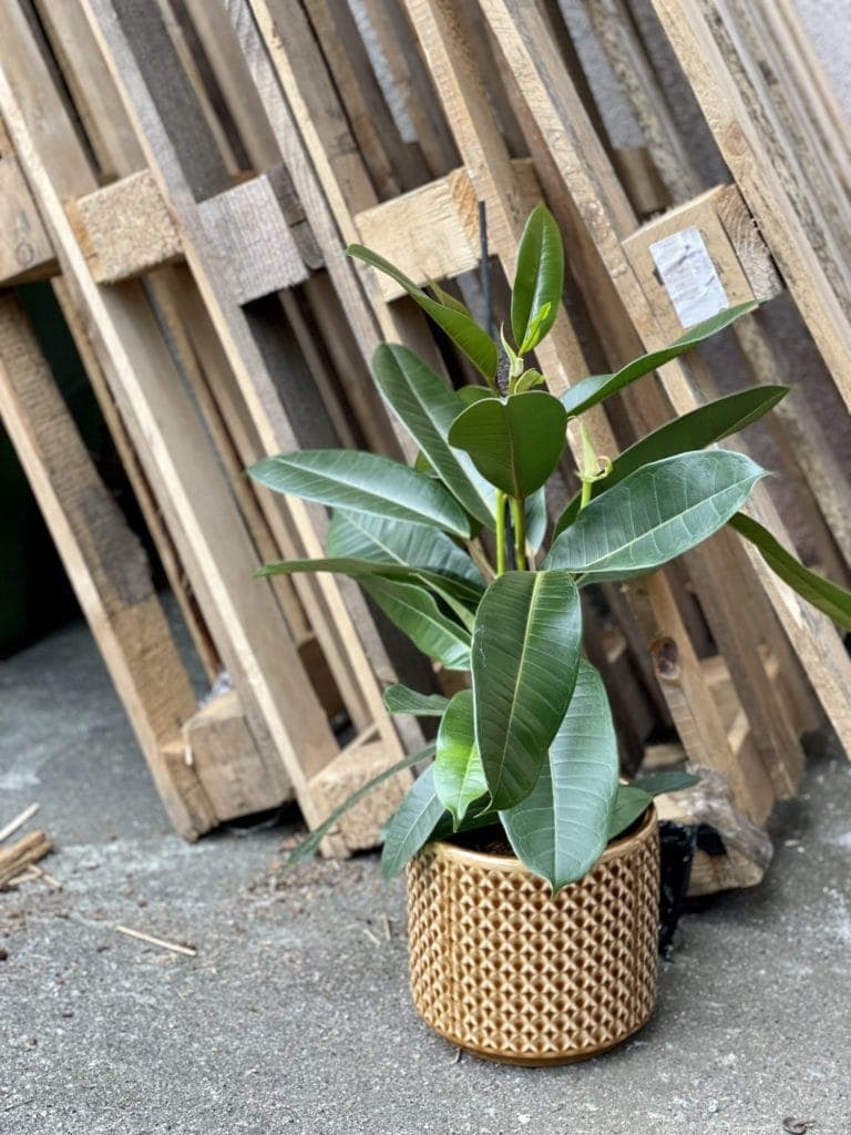 Ficus americana tresor - Jungle Boogie