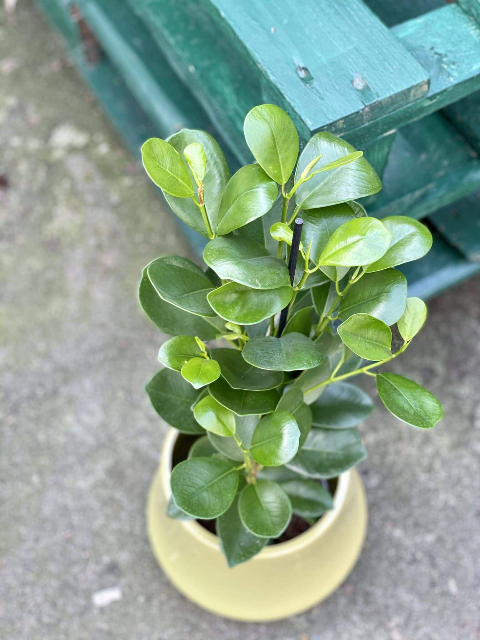Ficus microcarpa Moclame - Jungle Boogie