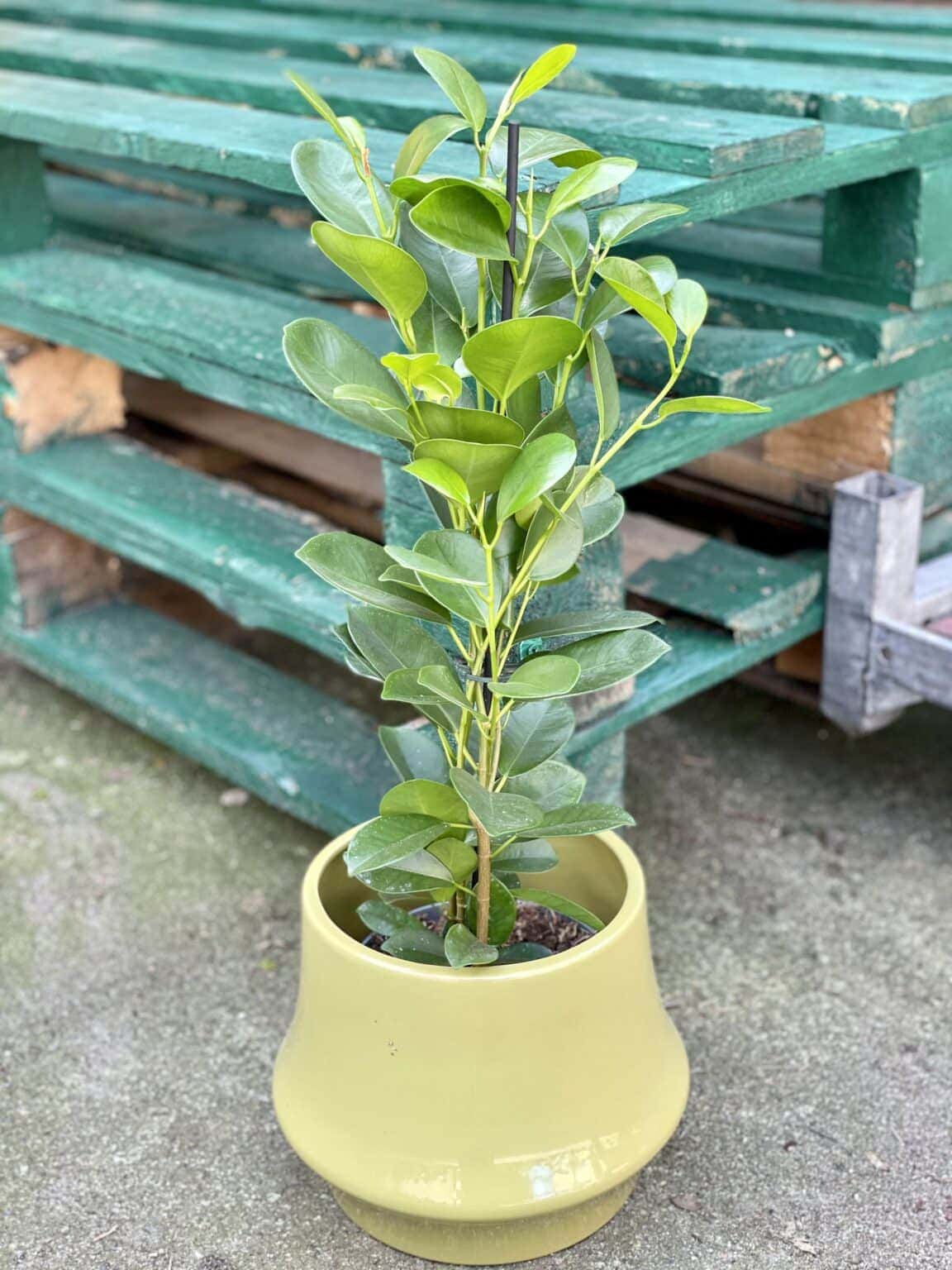 Ficus microcarpa Moclame - Jungle Boogie