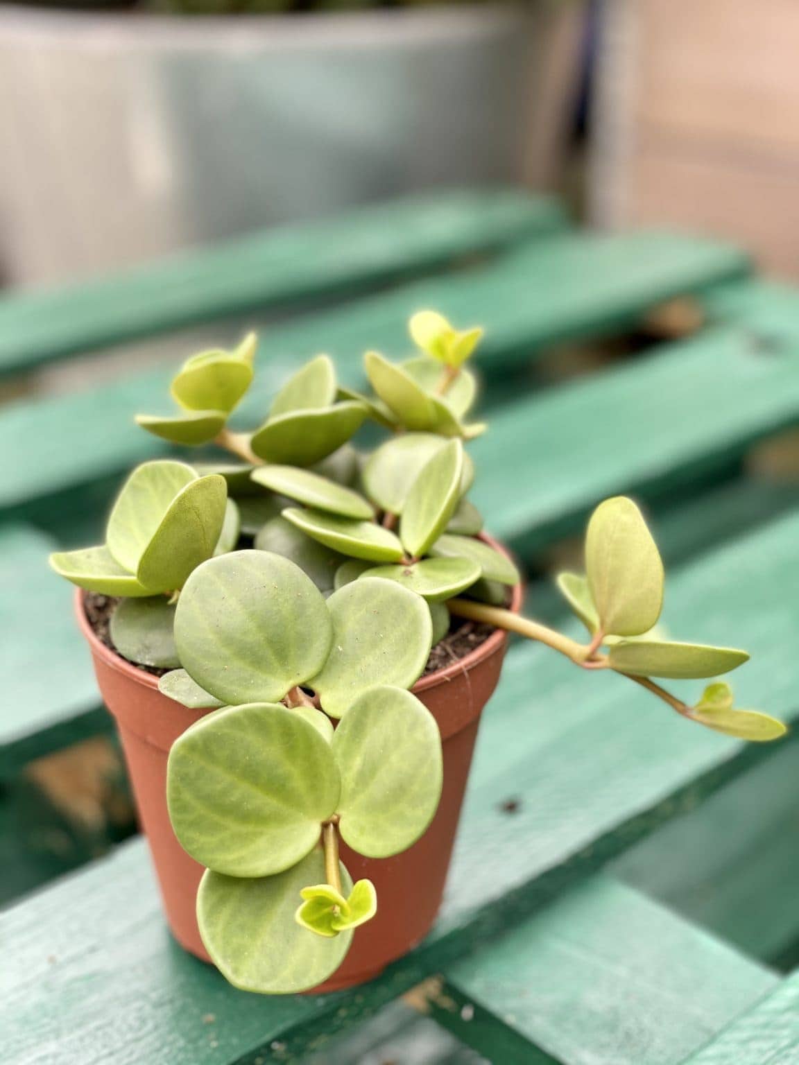 Peperomia Hope - Jungle Boogie