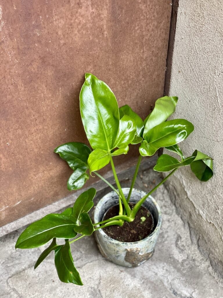 Philodendron Fun Bun (Thaumatophyllum spruceanum) - Jungle Boogie