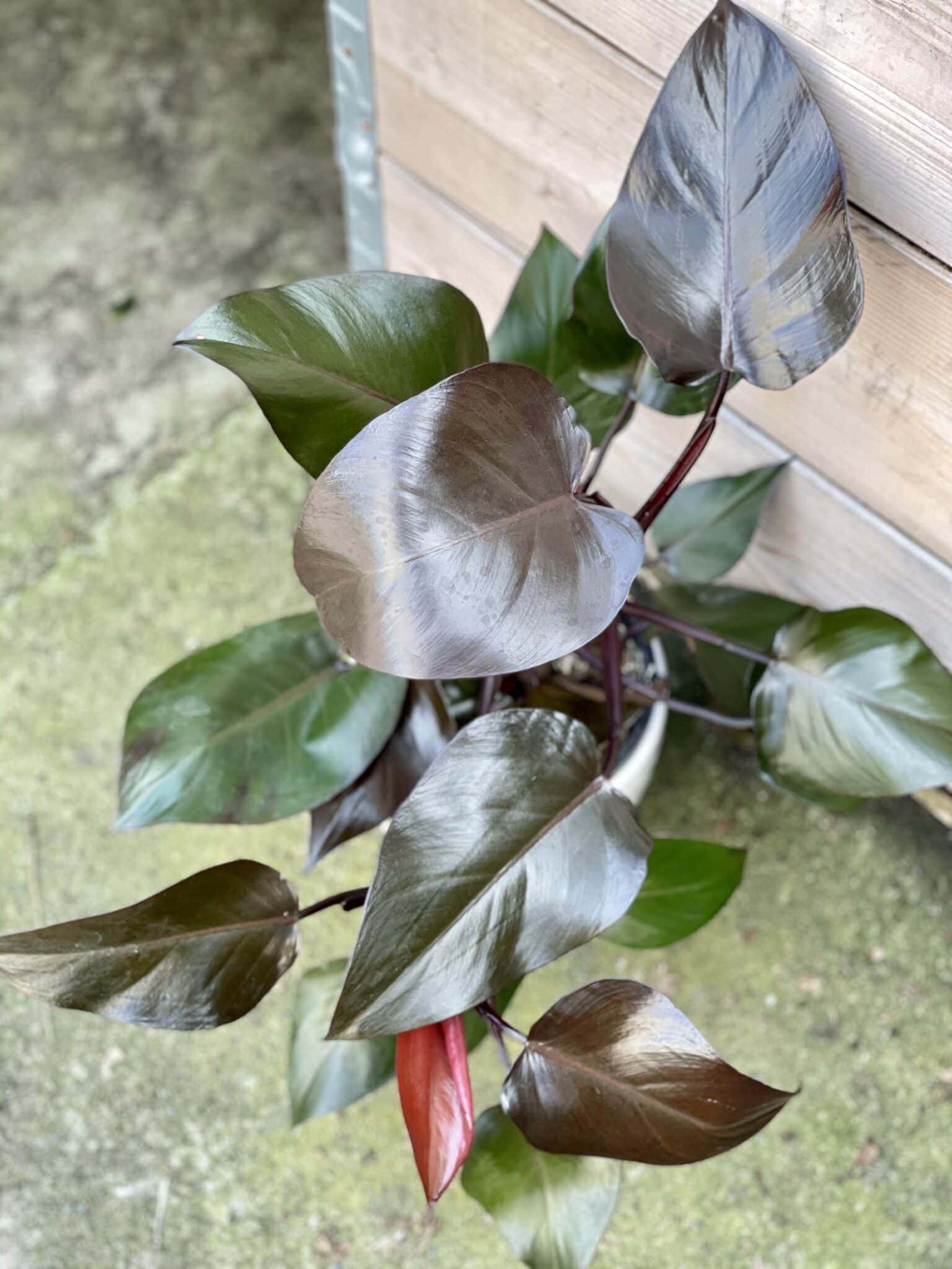 Philodendron Purple Congo - Jungle Boogie