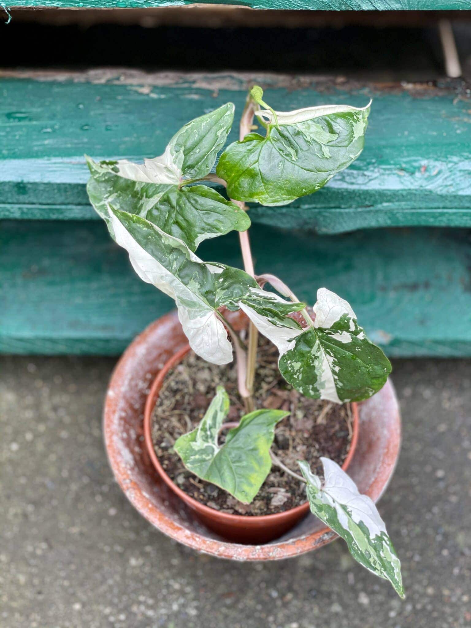 Syngonium Podophyllum Albo Variegata - Jungle Boogie