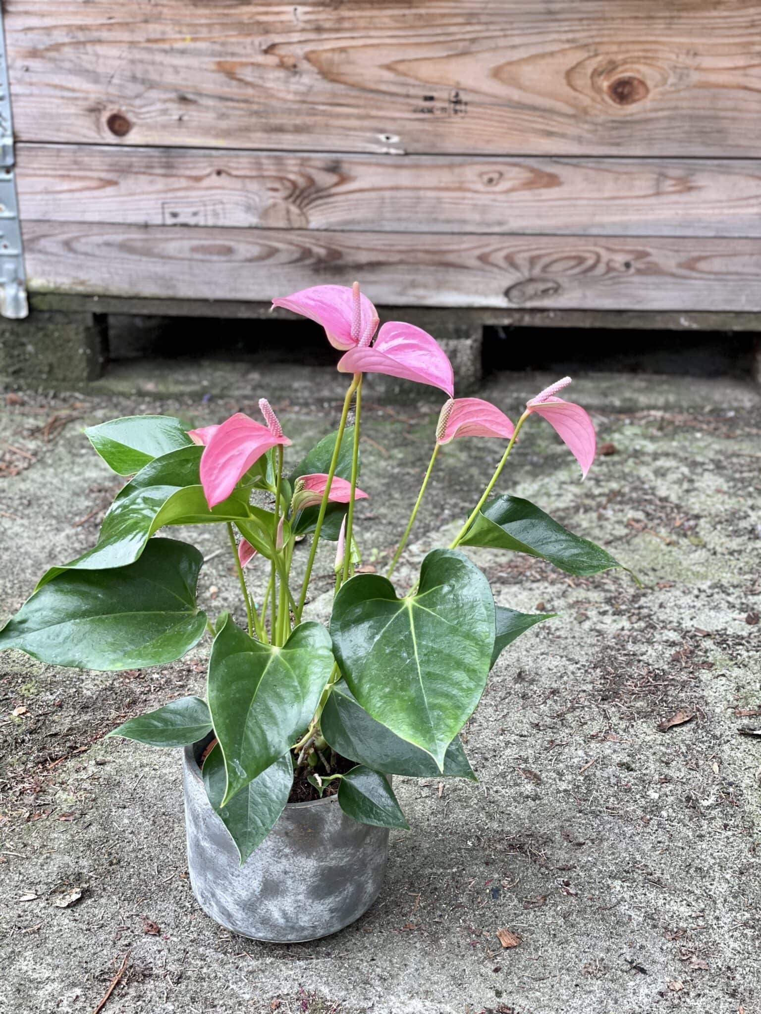 Anthurium andreanum Joli Pink - Jungle Boogie