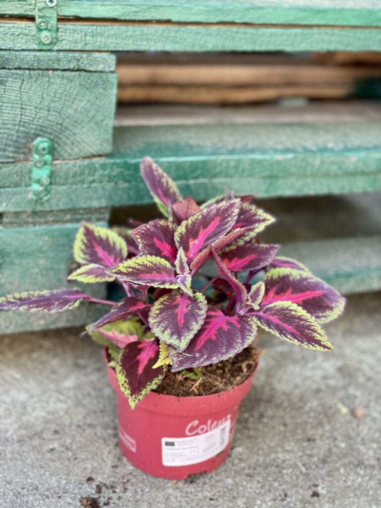 Coleus Ruby Road - Jungle Boogie