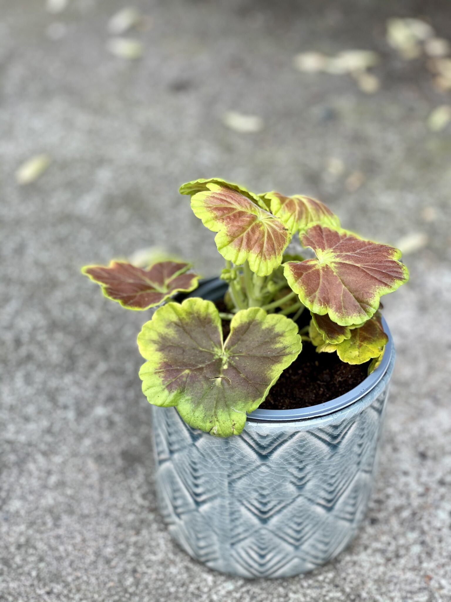 Pelargonium Occold Shield - Jungle Boogie