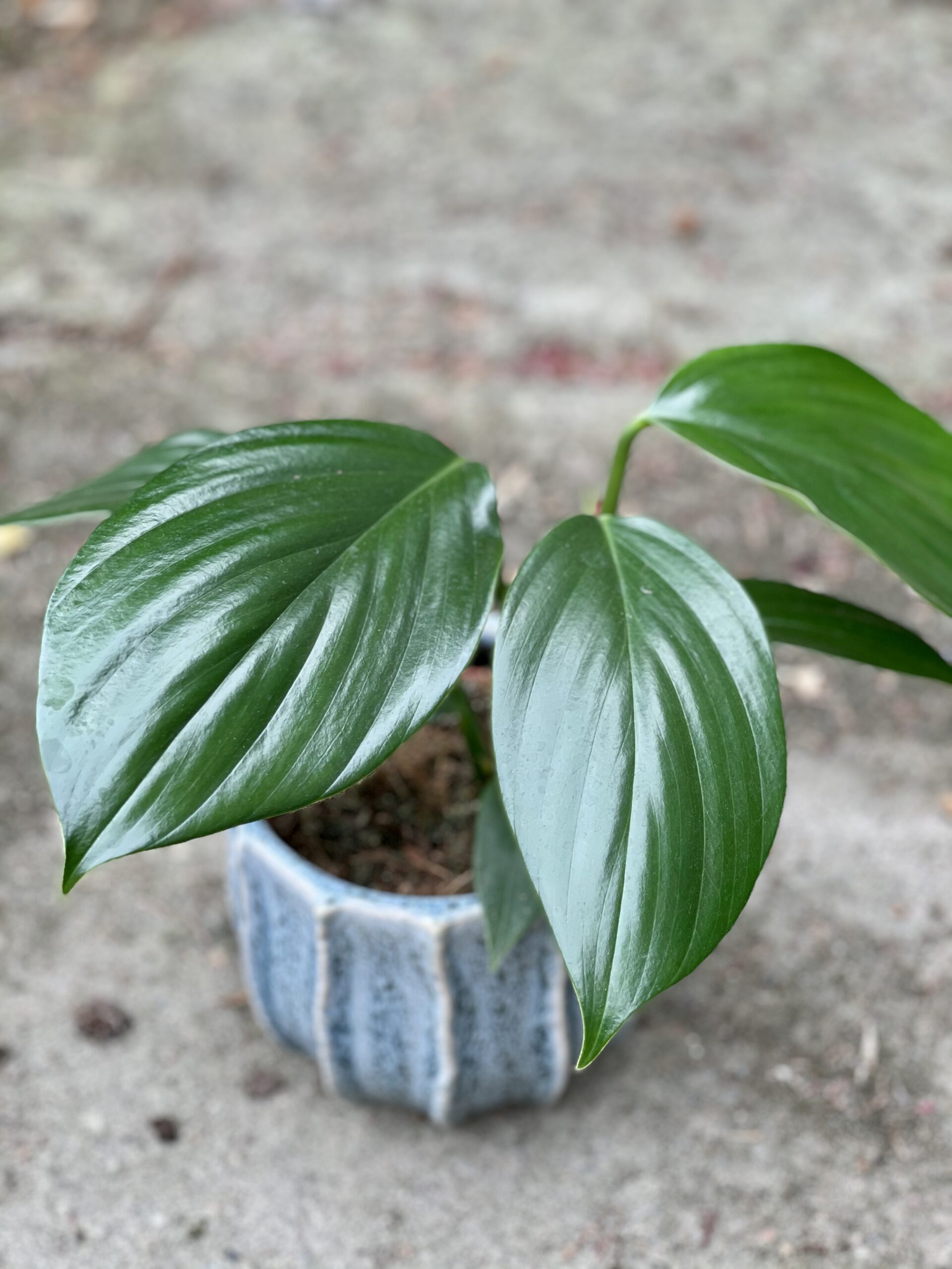 Rhaphidophora decursiva - Jungle Boogie