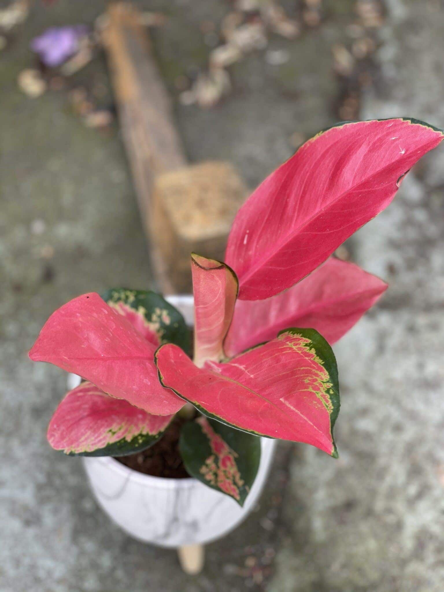 Aglaonema Red Cochin - Jungle Boogie
