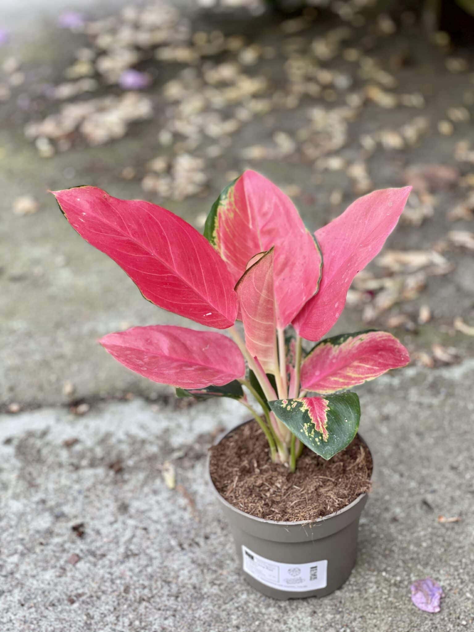 Aglaonema Red Cochin - Jungle Boogie