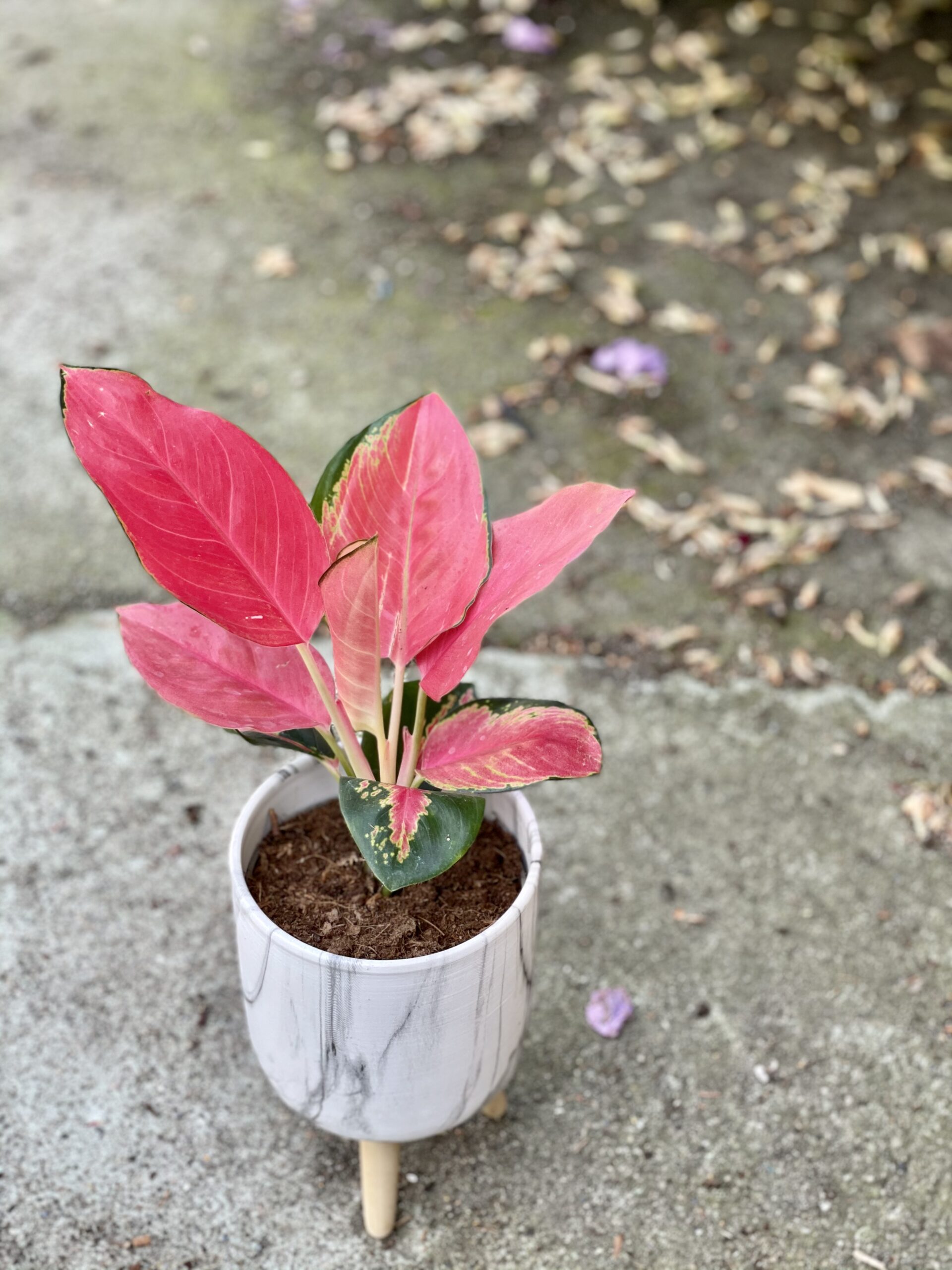 Aglaonema Red Cochin - Jungle Boogie