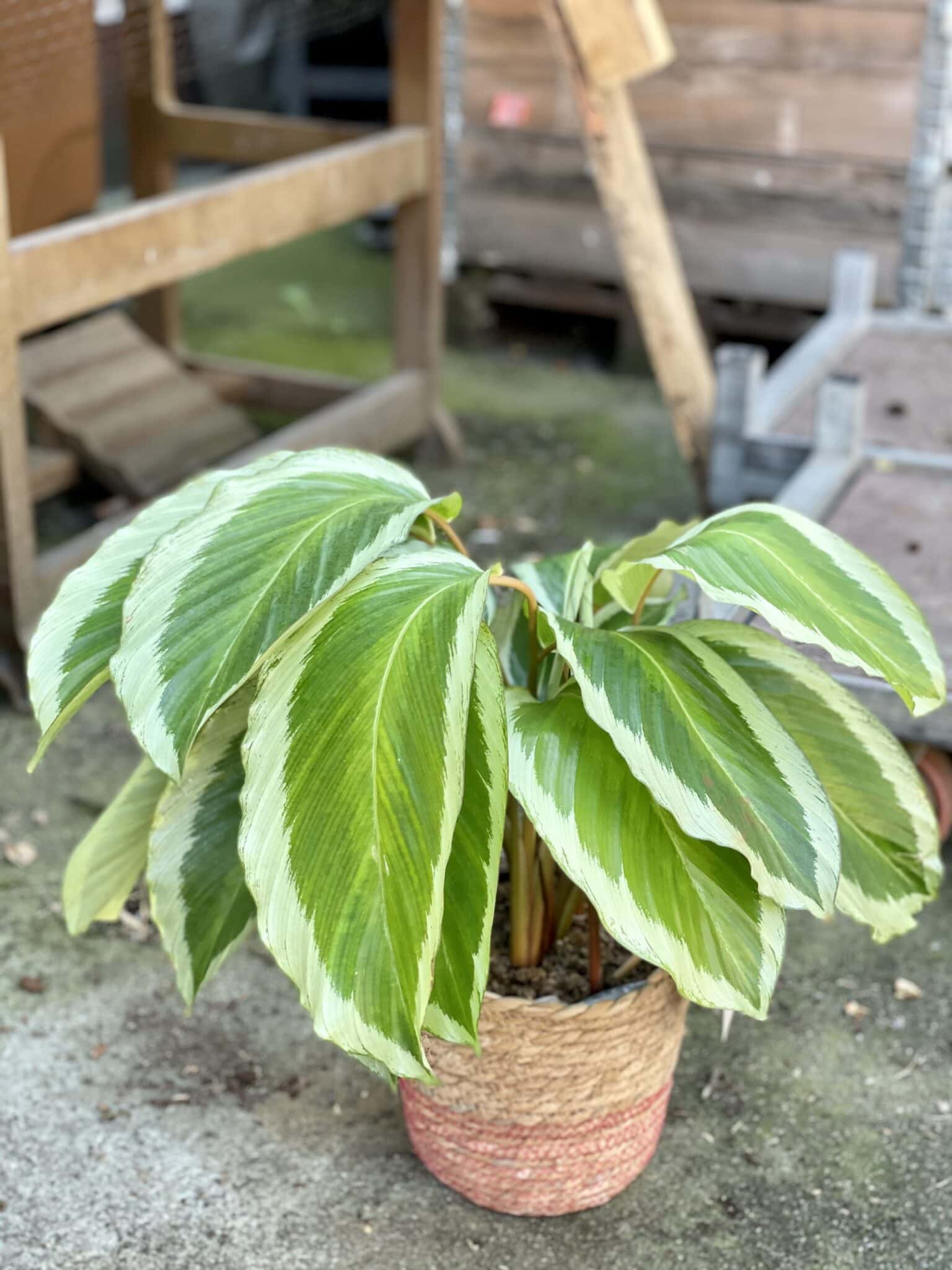 Calathea Bicajoux Gecko (Kalatea) - Jungle Boogie
